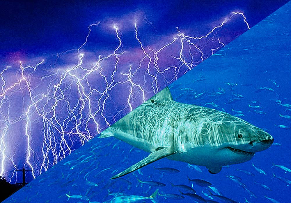 Shark Attack vs. Lightning Strike: What Are the Odds? - Surfer
