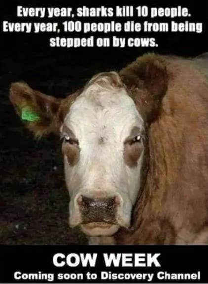 Fact Check: Do Cows Kill More Humans Than Sharks? - Surfer