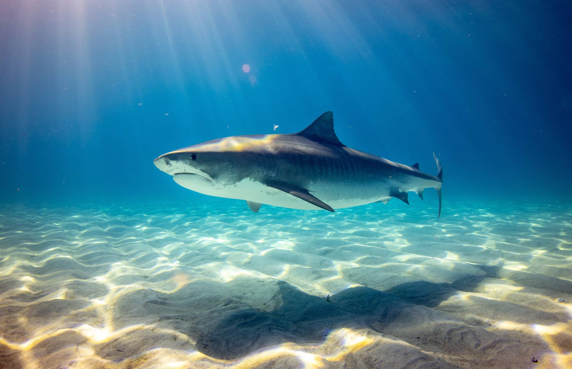 Man 'Rides' Rare Hawaii Whale Shark Sparking Outrage (Video) - Surfer