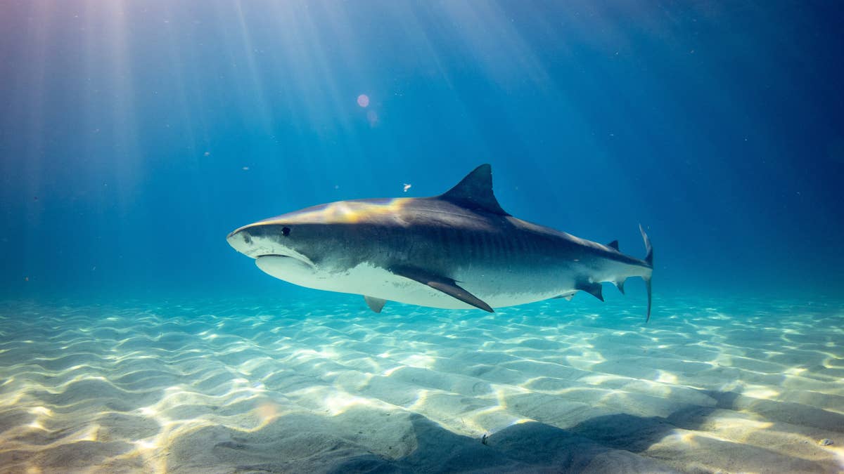 'Serious Injuries': 8ft Shark Mauls Surfer in Honolulu - Surfer