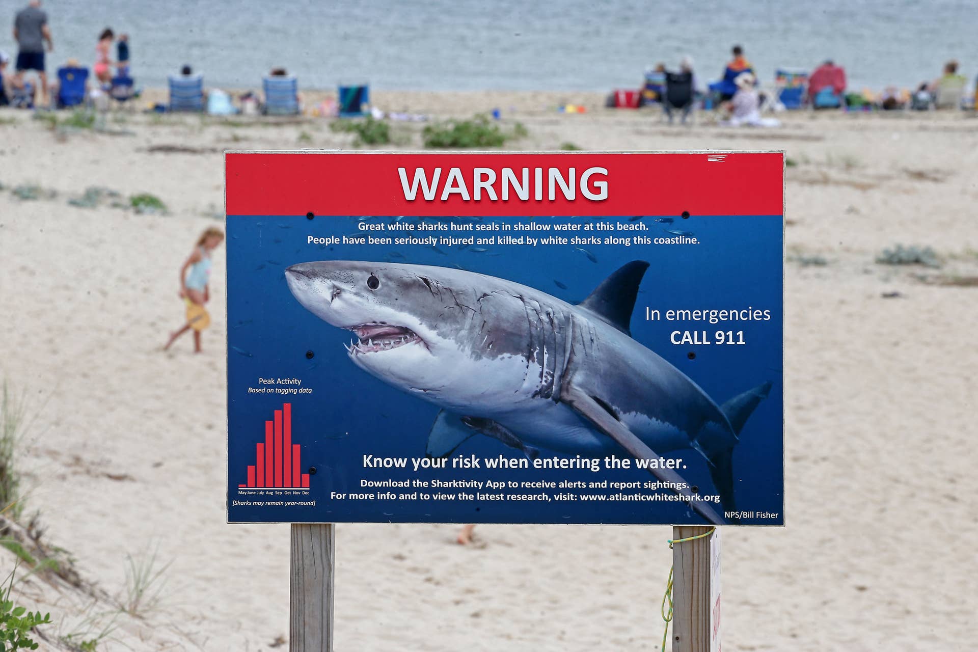 What's New With Shark Deterrents, Repellants and Mitigation Technology ...