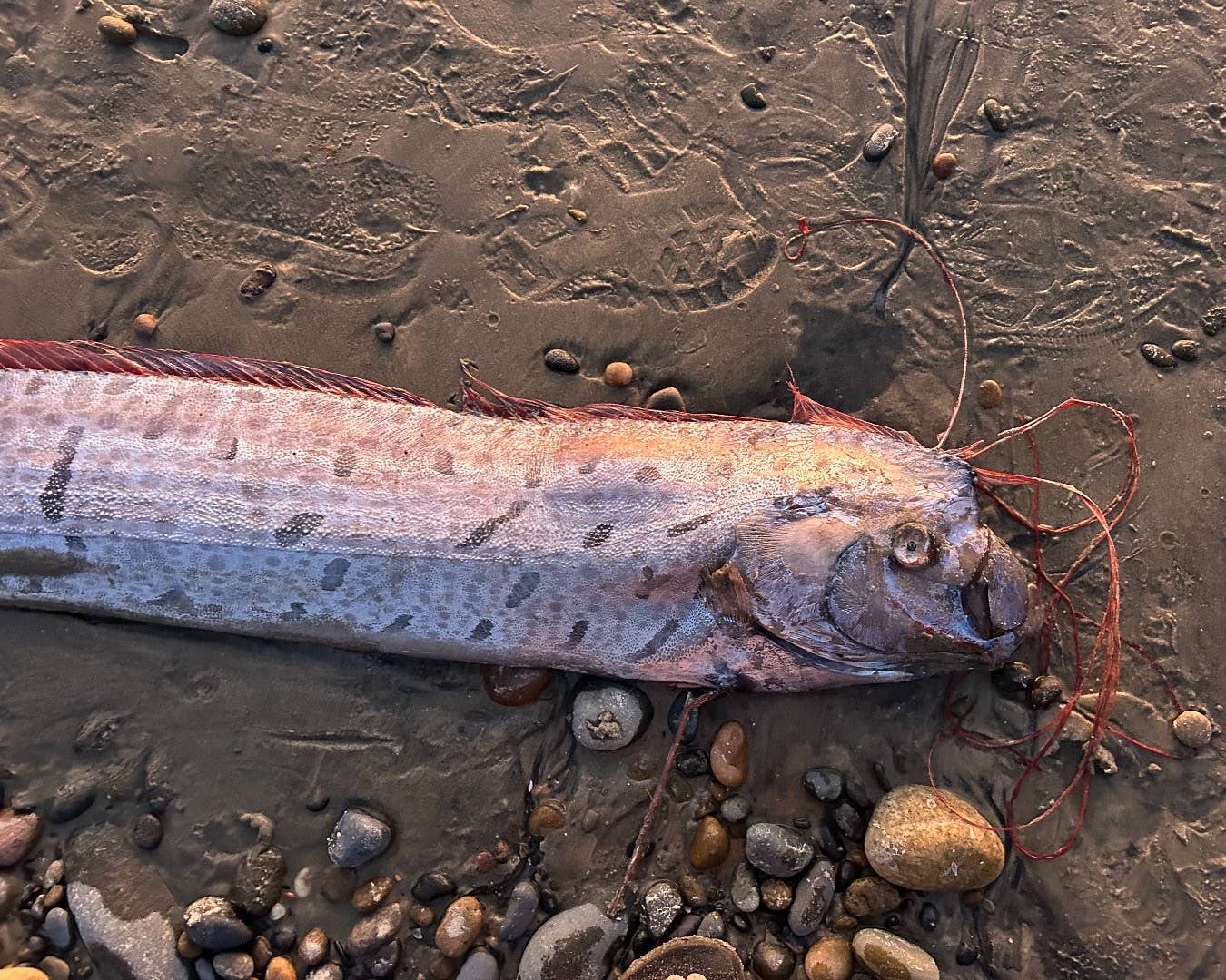 30ft ‘Doomsday Fish’ Washes Ashore in Cabo as 2 Rare Oarfish Appear ...