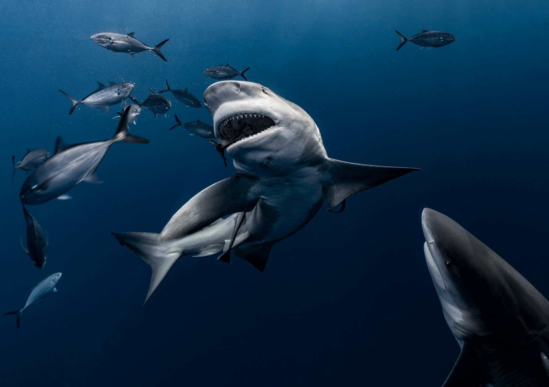 Shark Attack vs. Lightning Strike: What Are the Odds? - Surfer