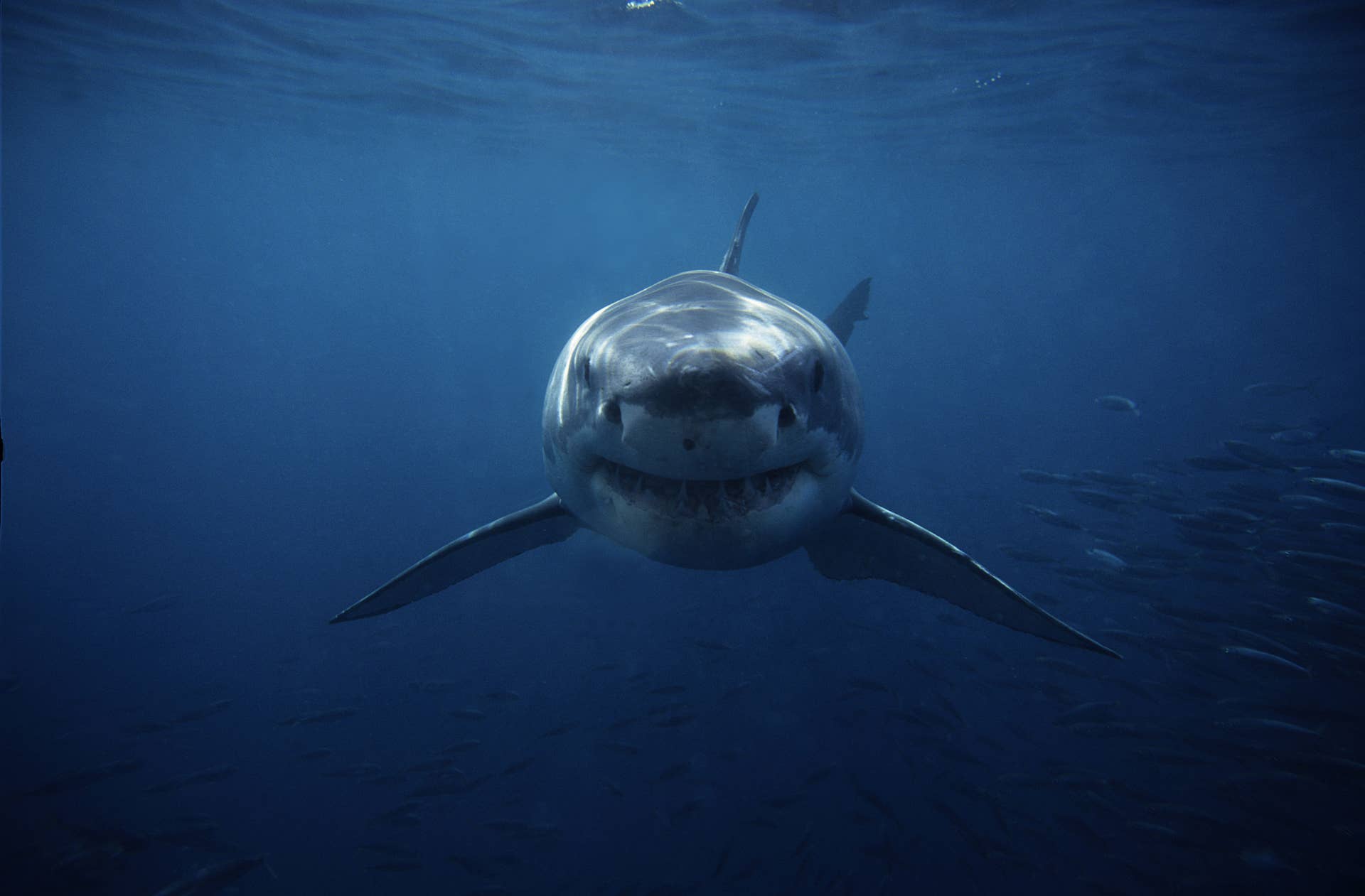Another Shark Attack in South Australia After 4 Fatalities - Surfer