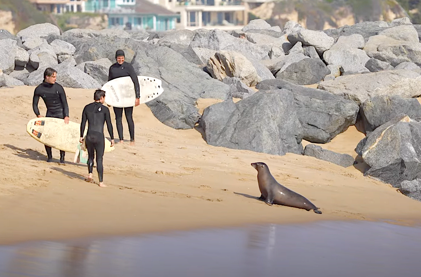 Seal Surfs “Better Than Some Locals” in New Zealand (Watch) - Surfer