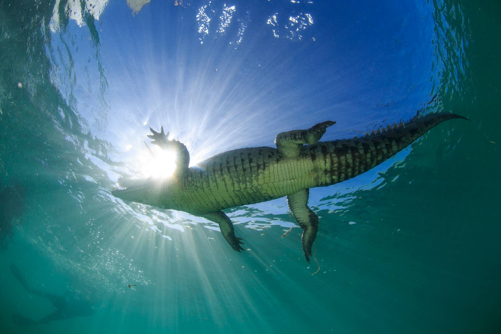 10ft Crocodile Lurks in Mentawai Surfing Paradise (Video) - Surfer