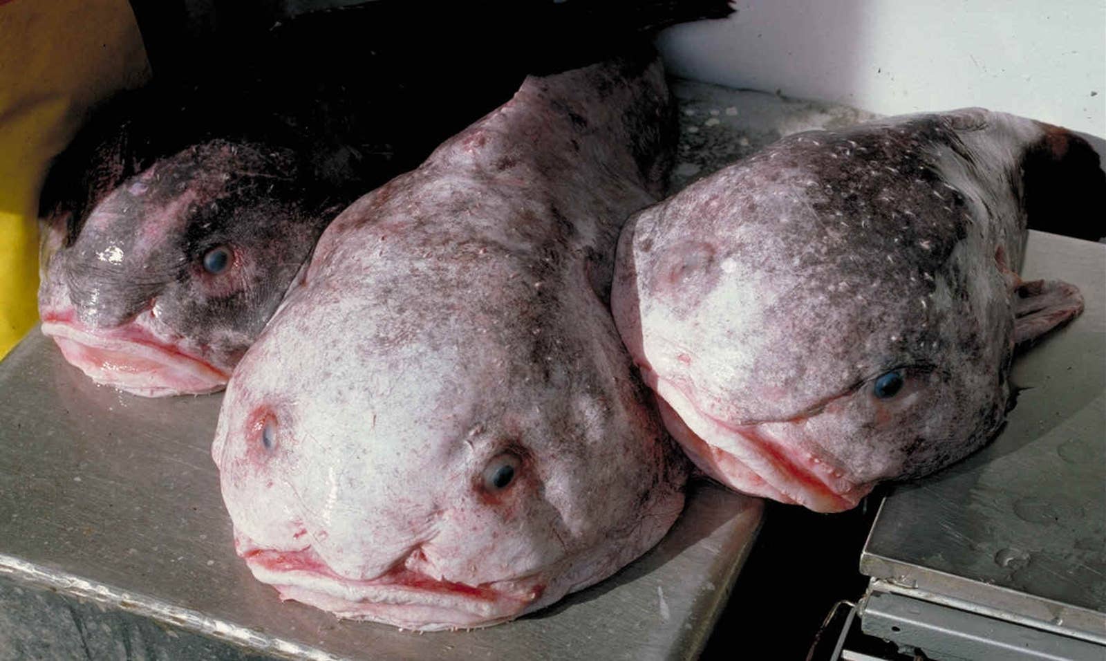 6 Weird Ocean Animals You Won’t Believe Are Real - Surfer