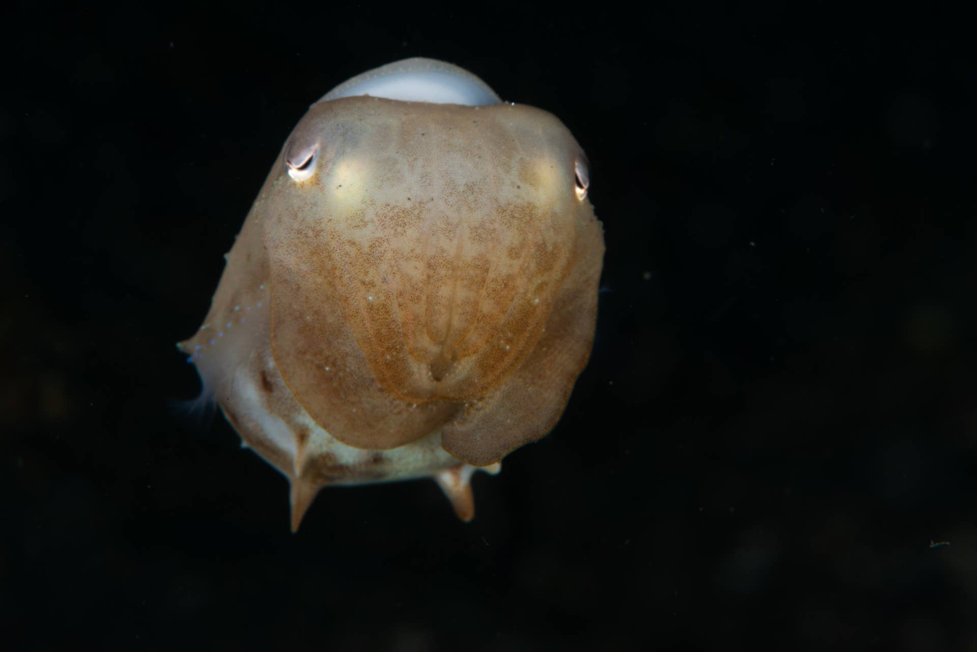 6 Weird Ocean Animals You Won’t Believe Are Real - Surfer