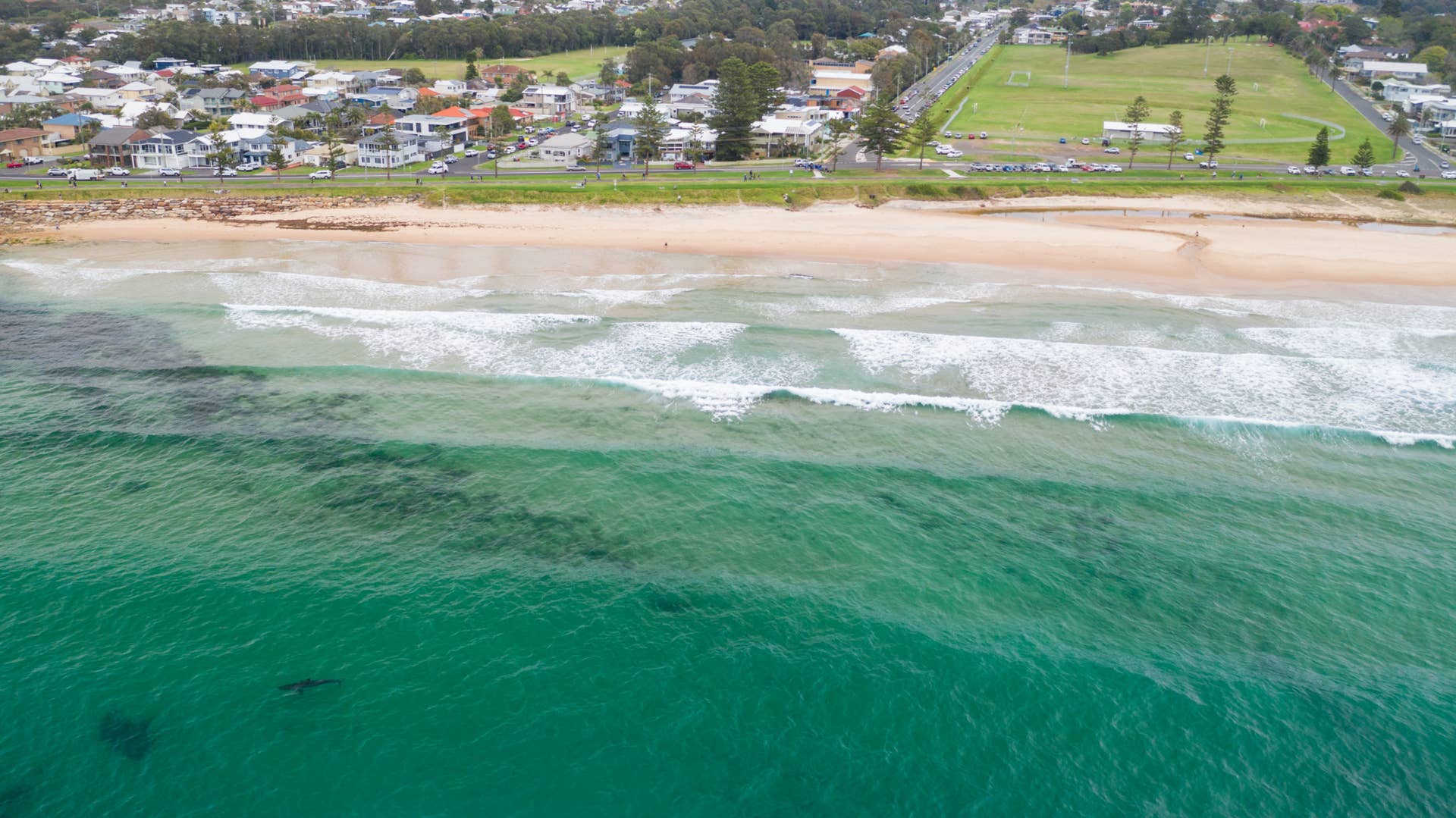 8 of the World’s Most Shark-Infested Waters - Surfer