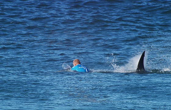 8 of the World’s Most Shark-Infested Waters - Surfer