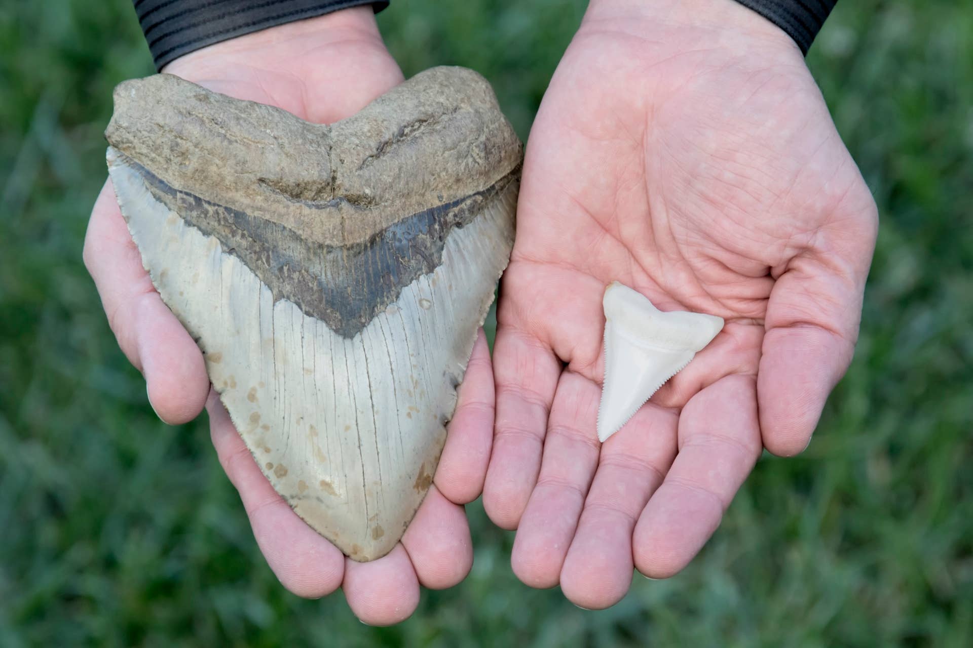 Megalodon Tooth Millions of Years Old Found in Florida (Video) - Surfer