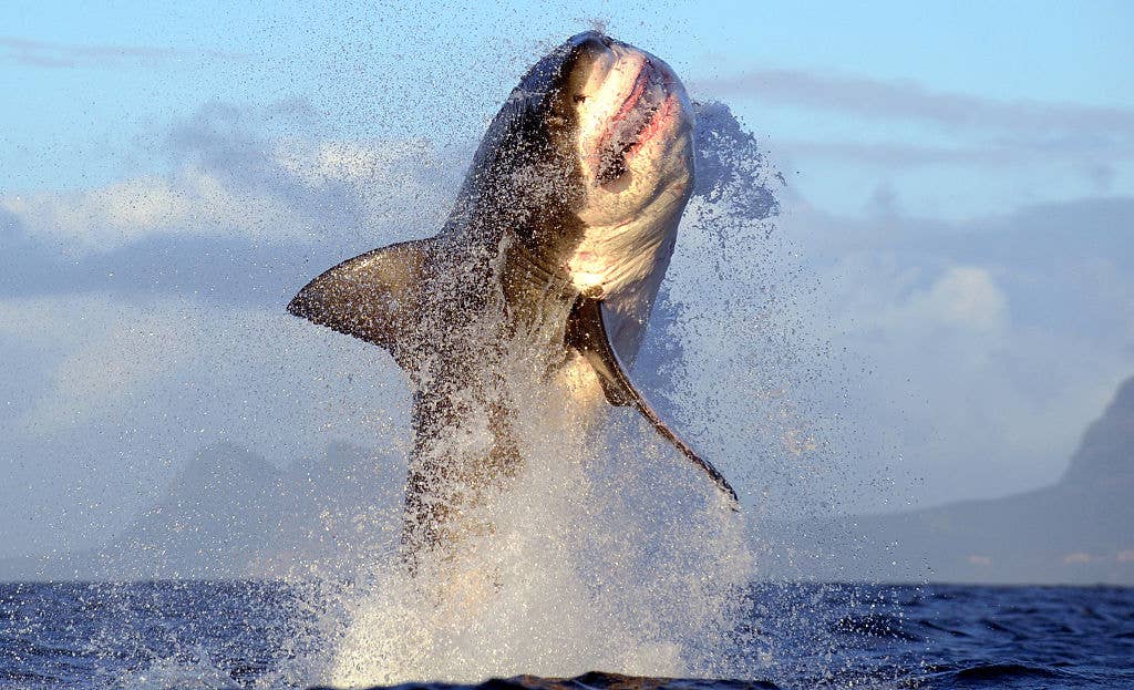 Why Great White Sharks Are Overheating And What It Means For Lineups ...