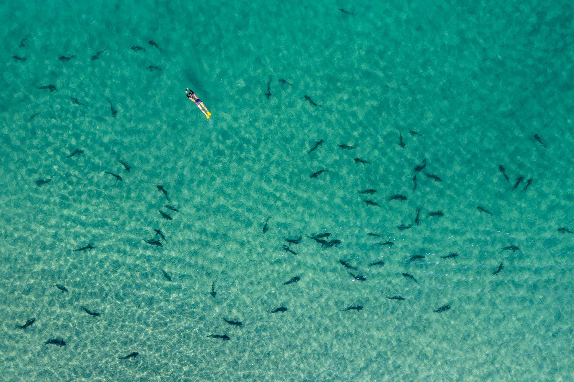 33% of Shark Attacks Involved Surfers in 2024; Here’s Why - Surfer