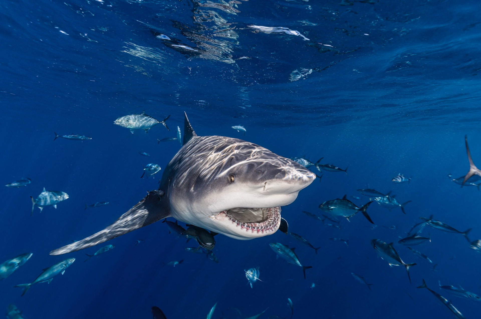 “I Should Be Dead”: Woman Attacked by Shark in Australia - Surfer