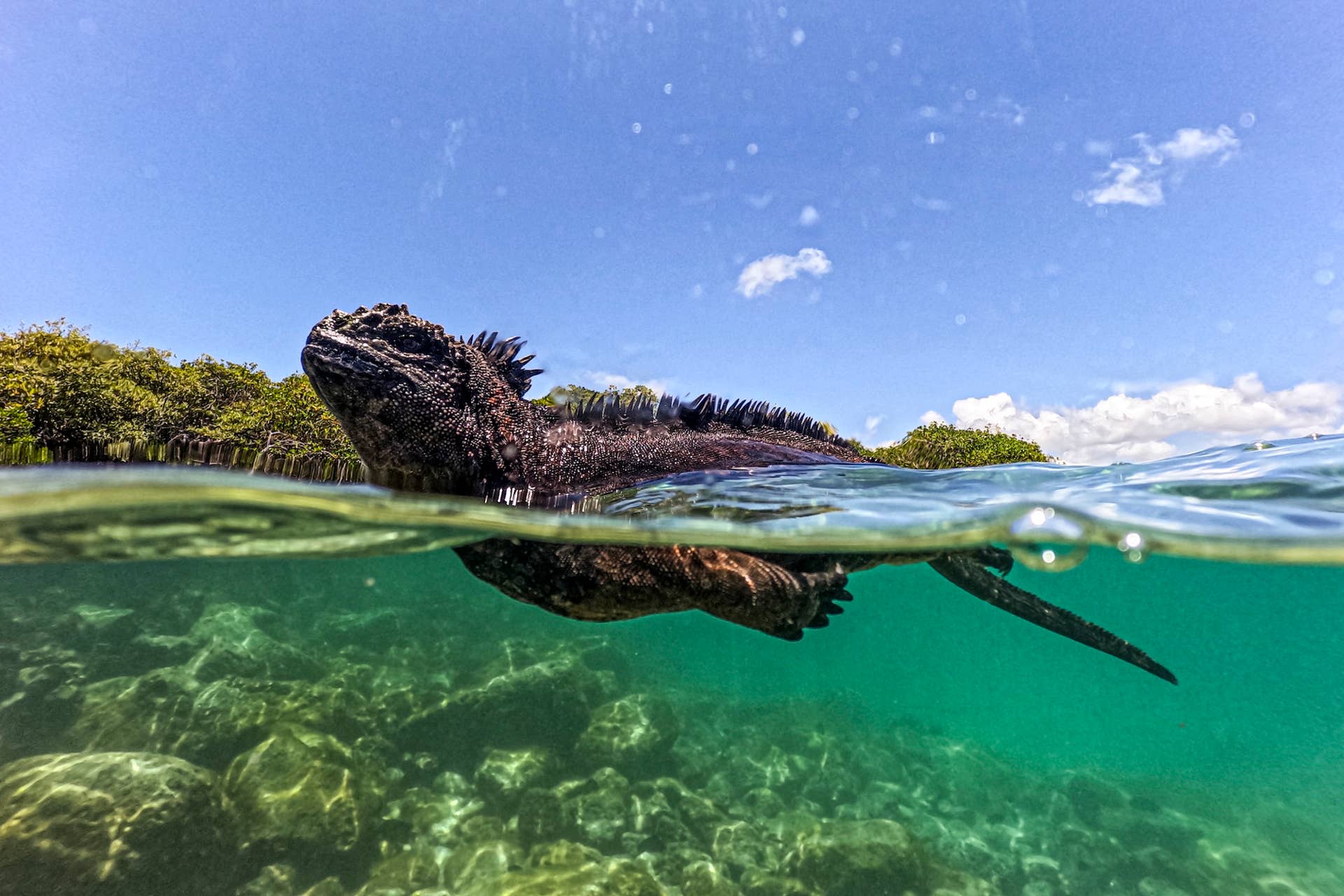Ancient Iguanas “Rafted” 5,000 Miles to Fiji, Study Shows - Surfer