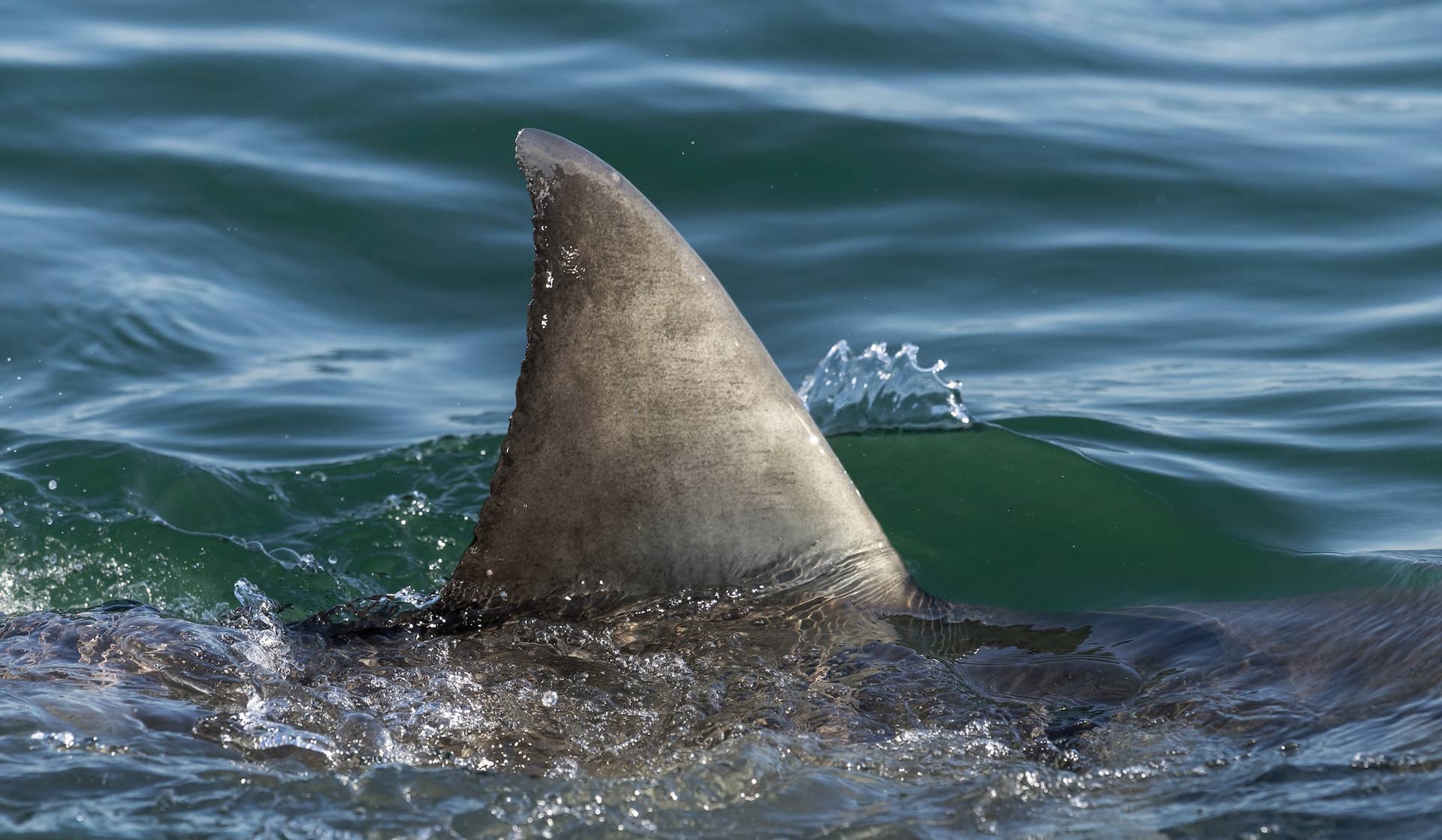 Coroner Confirms Shark Attack Killed Swimmer Erica Fox - Surfer