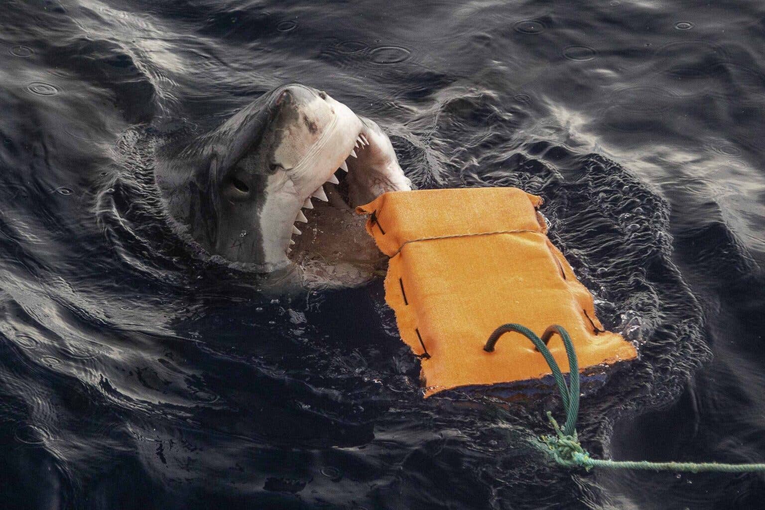 Scientists Put Shark-Proof Wetsuits to the Test (Video) - Surfer