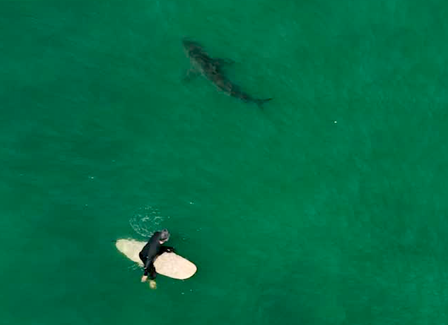 Diver Swims With Record-Breaking Great White Shark (Video) - Surfer