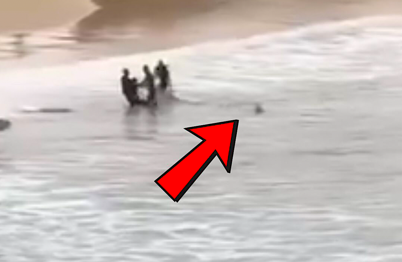 Experienced Surfer Killed by Shark Attack in Sydney, Australia - Surfer