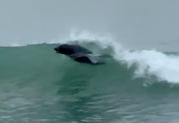 Seal Surfs “Better Than Some Locals” in New Zealand (Watch) - Surfer