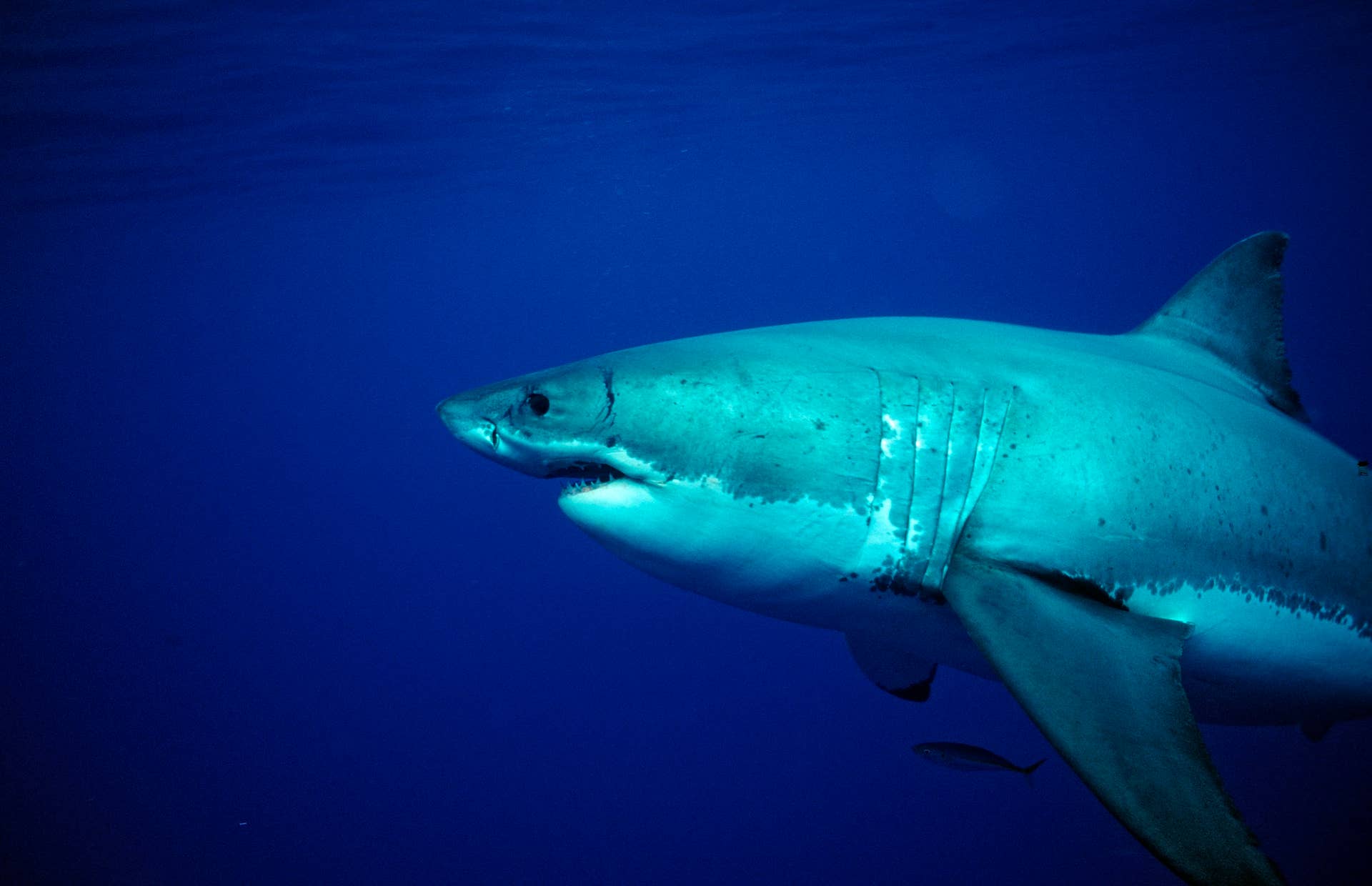 Surfer Hospitalized After Shark Attack in Northern California - Surfer