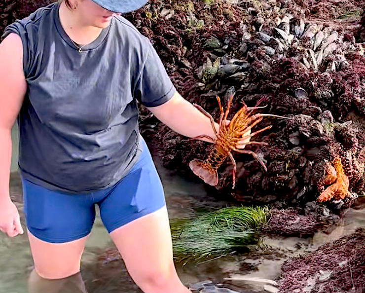 ‘Arrest These Idiots’: Tide Pool Carnage Sparks Outrage in San Diego ...