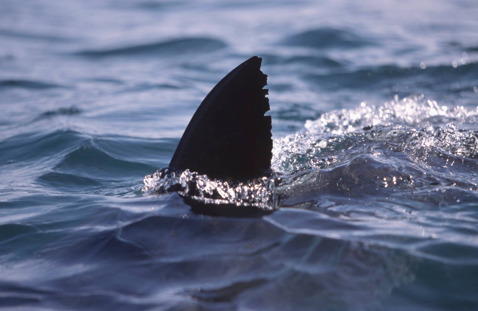Coroner Confirms Shark Attack Killed Swimmer Erica Fox - Surfer