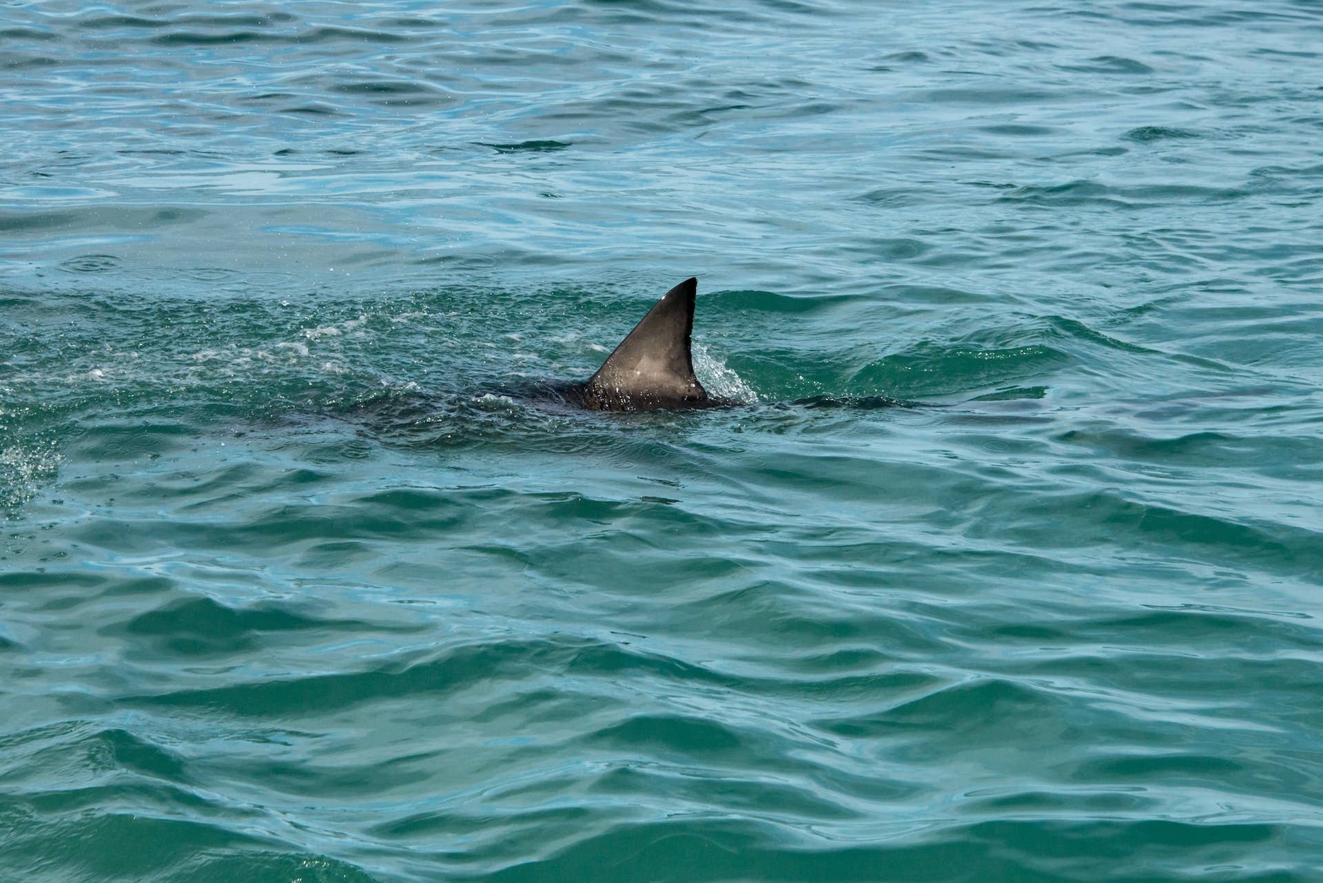 Puncture Wounds, Broken Board in Suspected Northern California Shark ...