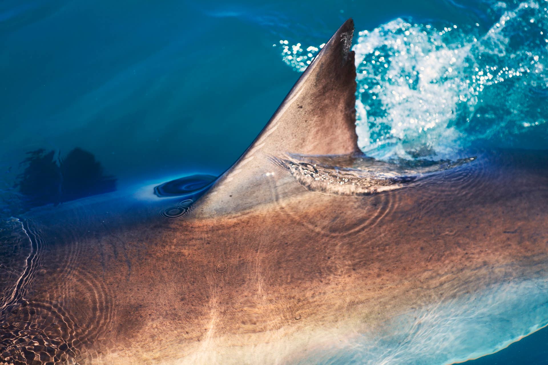 13-Year-Old Boy Dies in Brazil Shark Attack: ‘Ate Almost His Entire Leg ...