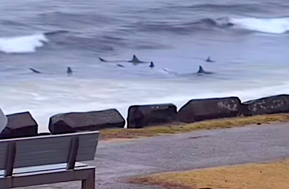 Shark Feeding Frenzy Shocks at Snapper Rocks Surf Spot (Video) - Surfer