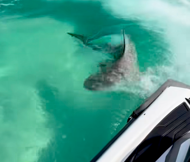 "He Won't Stop!": Bull Shark Repeatedly Attacks Jet Ski in Florida - Surfer