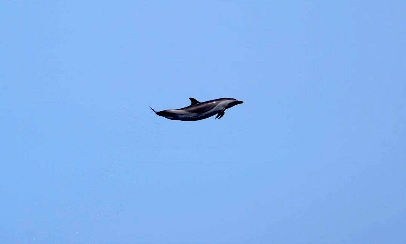 Once-in-a-Lifetime Shot: A Maui Dolphin Caught in a Record-Breaking ...