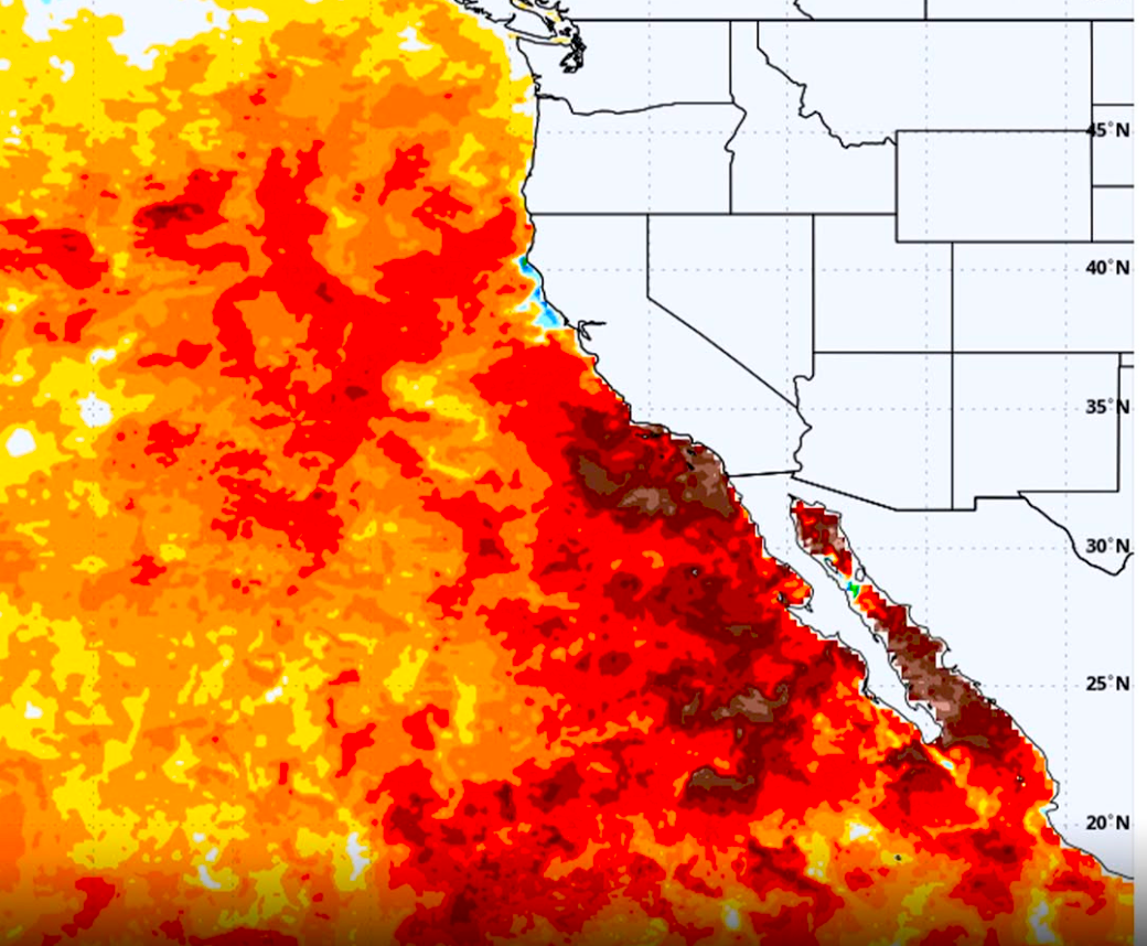 ‘The Blob’ Marine Heatwave Returns to West Coast Waters - Surfer