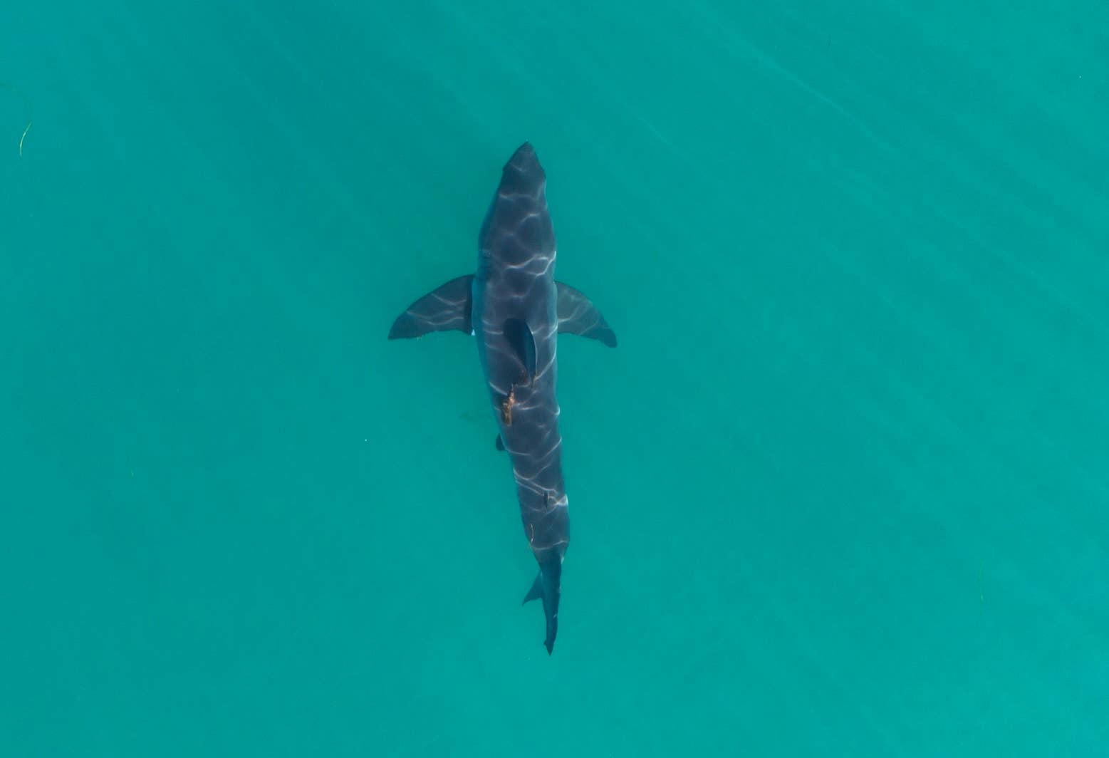 8-Foot Great White Circles Surfer in Newport Beach Lineup - Surfer
