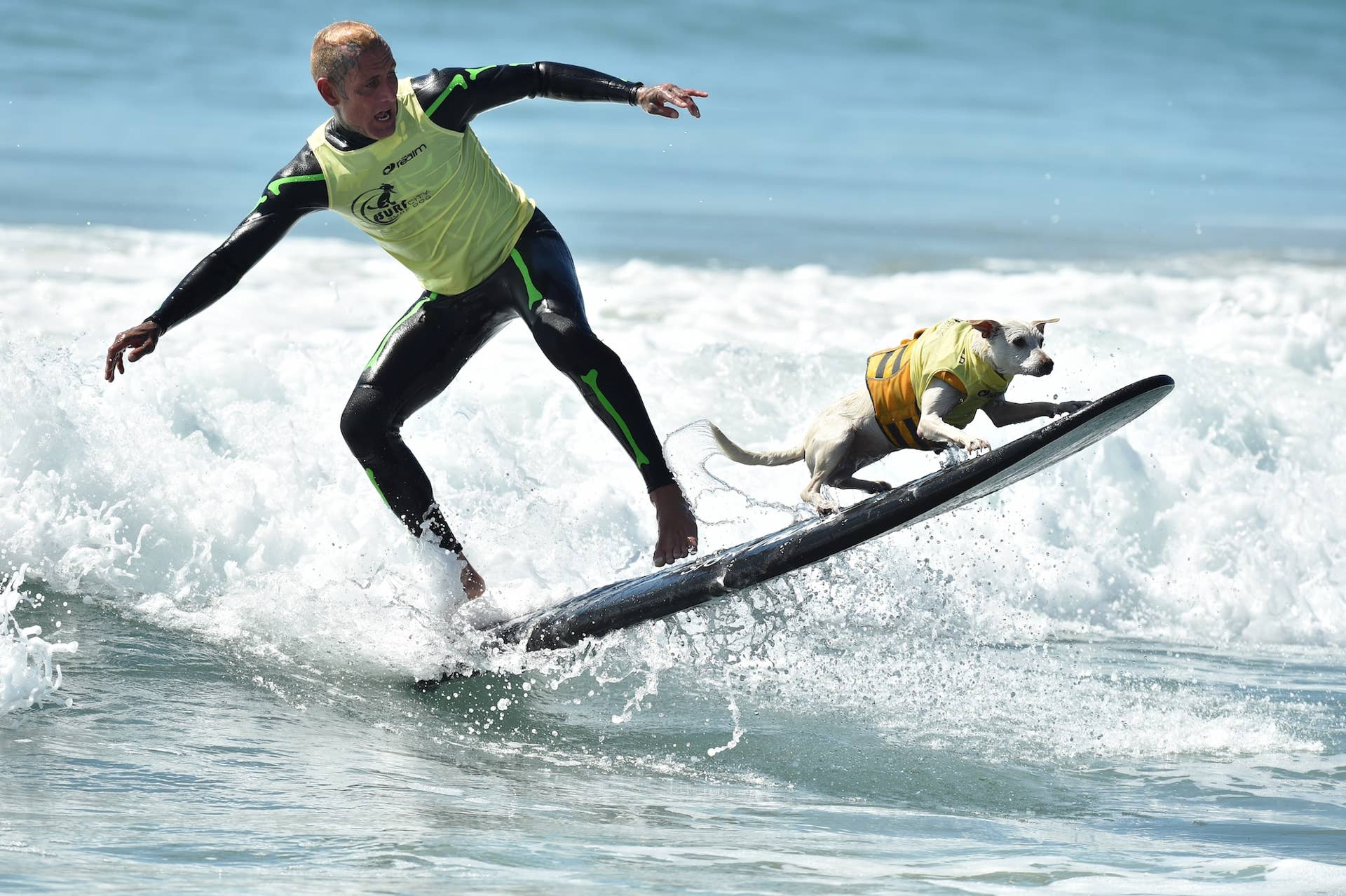 Sugar the Surfing Dog, Hall of Famer and 5x World Champ, Dies at 16 ...