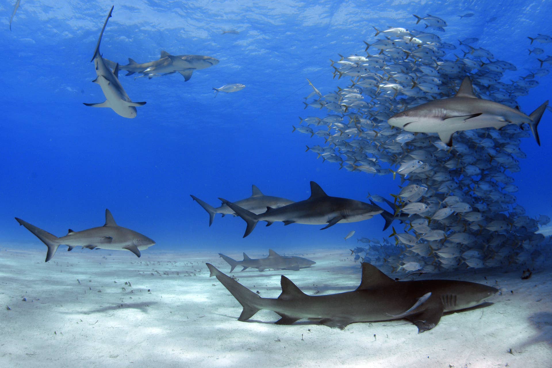 50,000 Shark Fins Smuggled In Fake Car-Parts Boxes Across US - Surfer