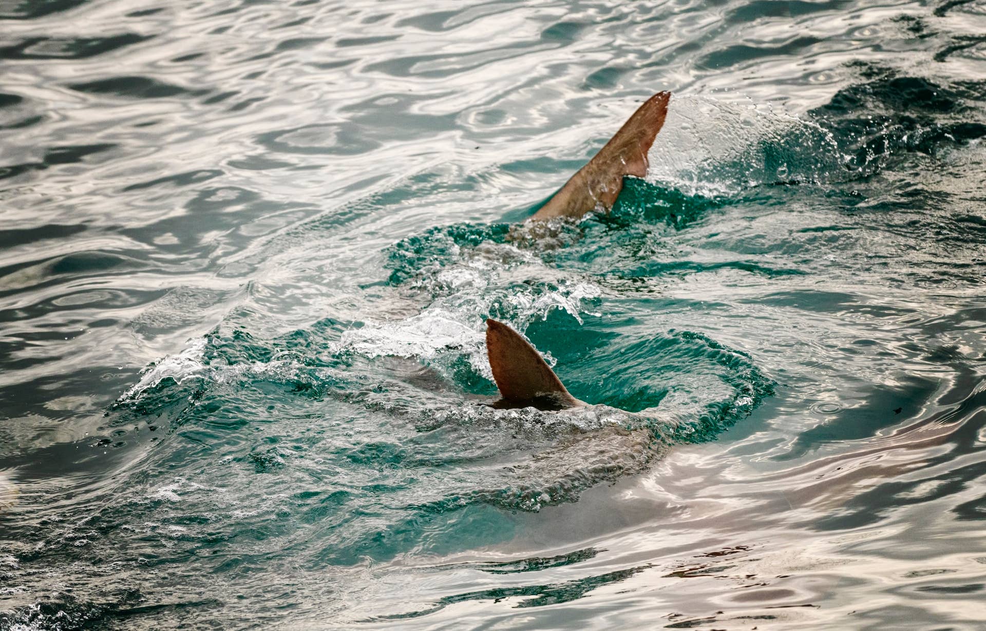 Shark Mauls Aussie Teen Surfer’s Foot in South Australia (Video) - Surfer