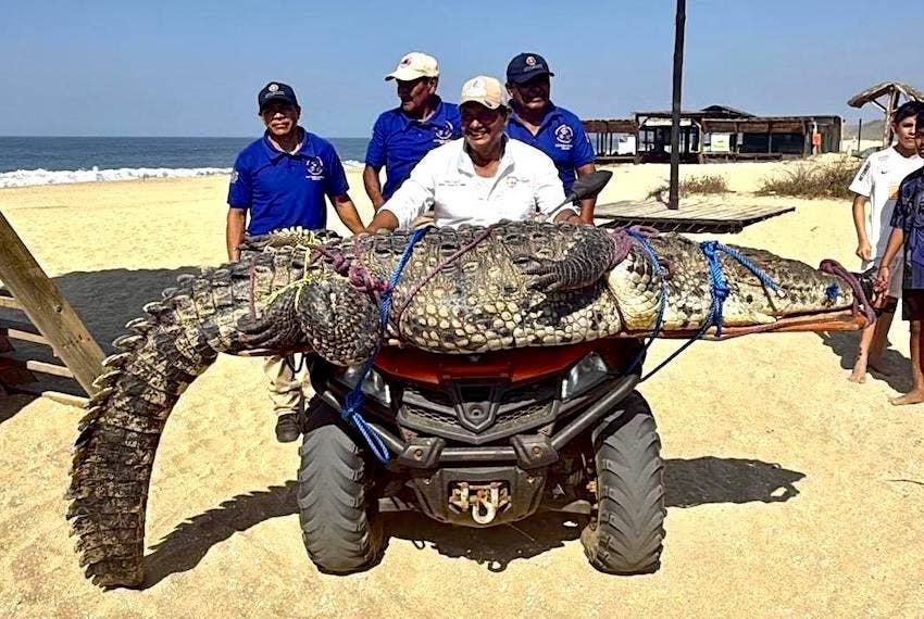 10-Foot Crocodile Captured at Mexico’s Puerto Escondido (Video) - Surfer