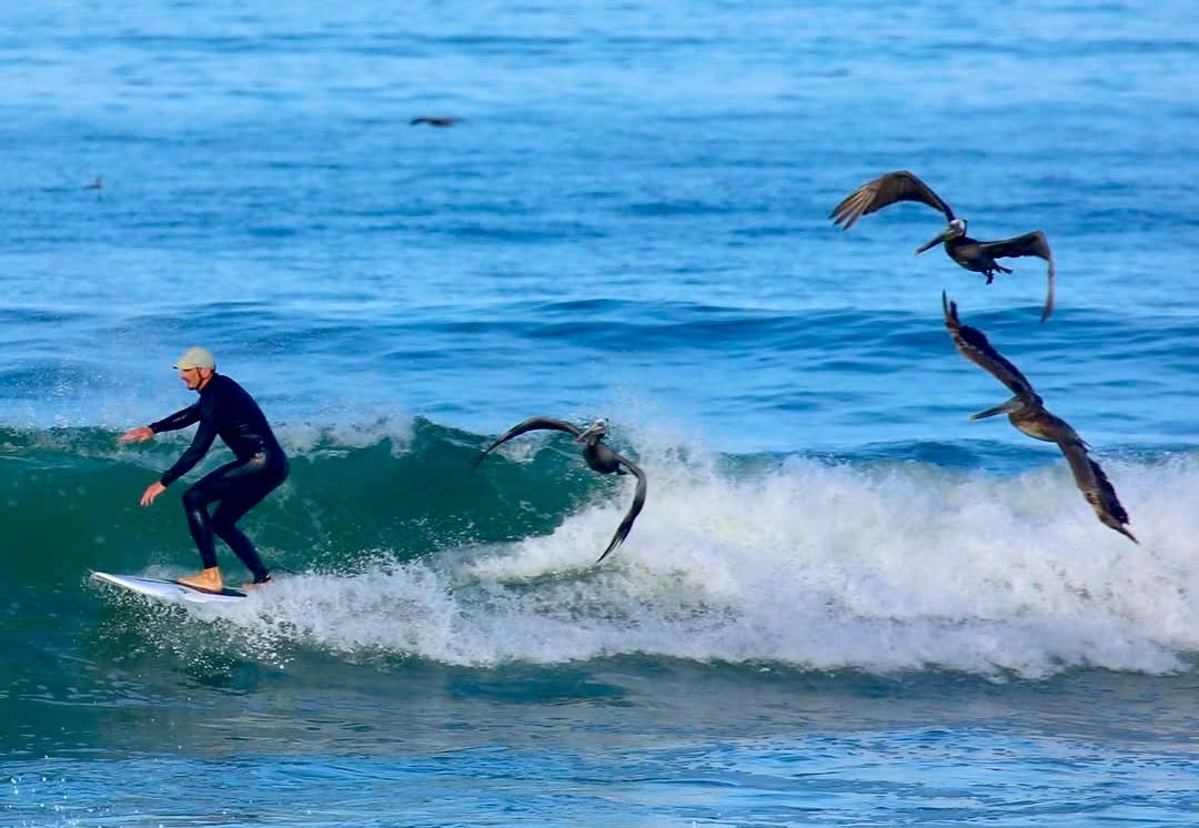 Pelicans Maul Surfer in Huntington Beach, He’s ‘Lucky to Survive’ - Surfer
