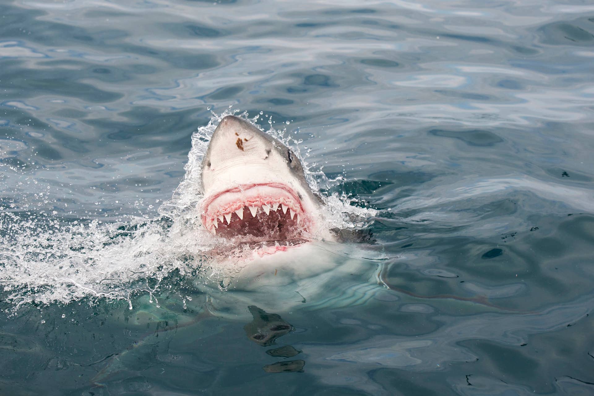 20 Sharks Hooked in 'Concerning' Frenzy at Hermosa Beach Pier - Surfer