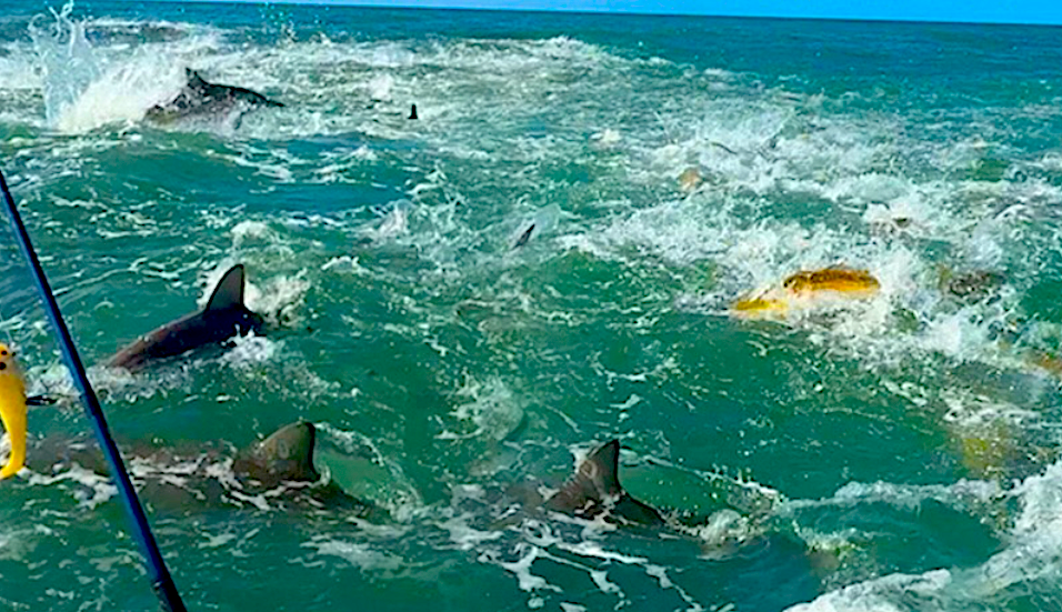 Pro Surfer Swarmed by Hundreds of Sharks (Video) - Surfer