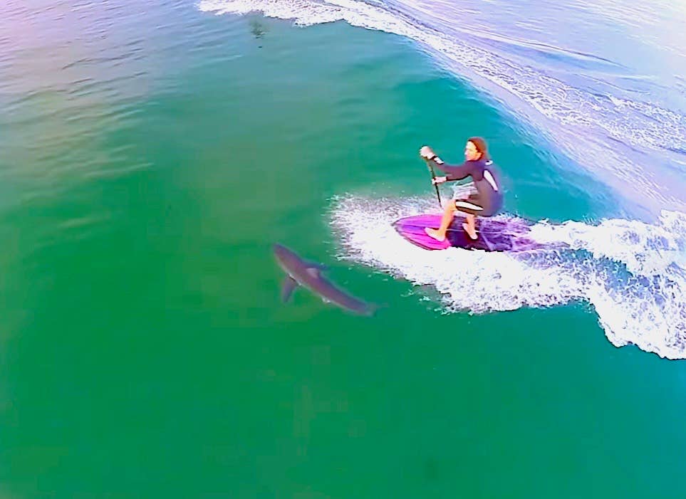 Sharks Lurk Beneath SoCal Surfers: ‘They’re Back!’ (Video) - Surfer