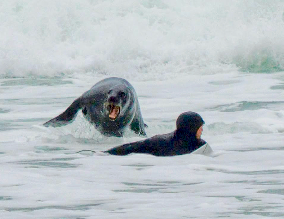 Terrifying Video: Sea Lions Chase Surfers From Water in NZ - Surfer