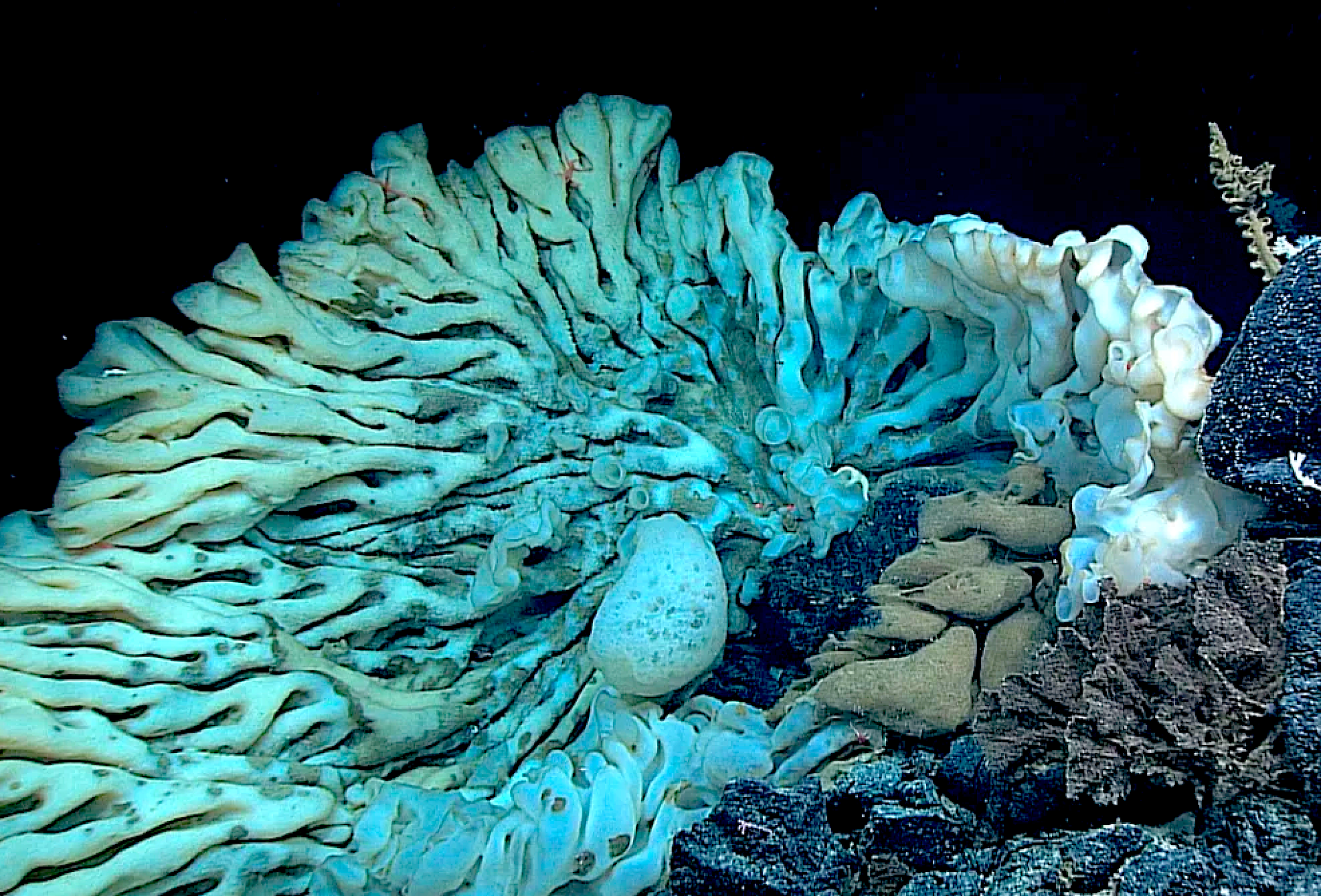 Record-Breaking Sea Sponge the Size of a Car Found off Hawaii - Surfer