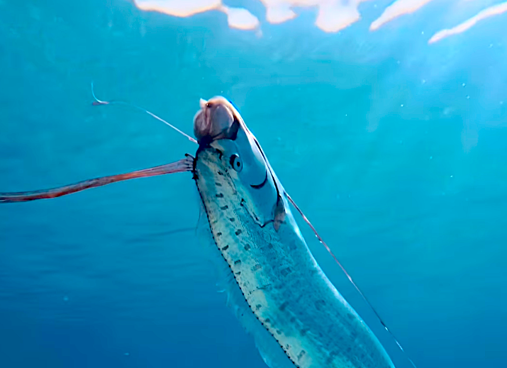 Extremely Rare ‘Doomsday Fish’ Spotted Alive in Baja (Video) - Surfer