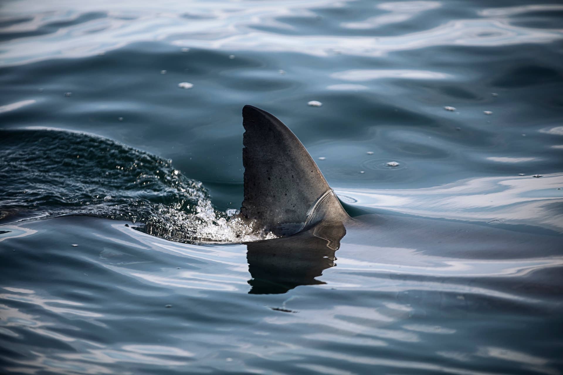 Aggressive 10ft Shark Stops Huntington Beach Surf Contest - Surfer
