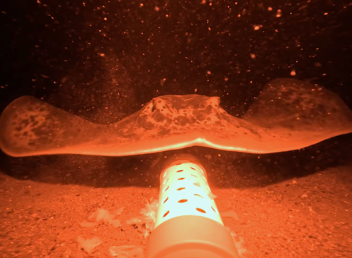 700ft Underwater Camera Shows Terrifying Deep-Sea Creatures - Surfer