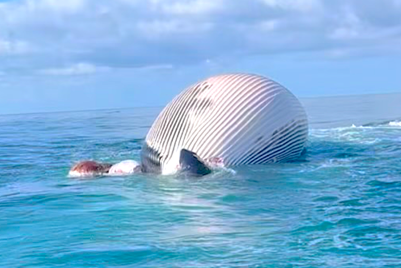Great White Shark Feeding Frenzy on Whale in San Diego - Surfer