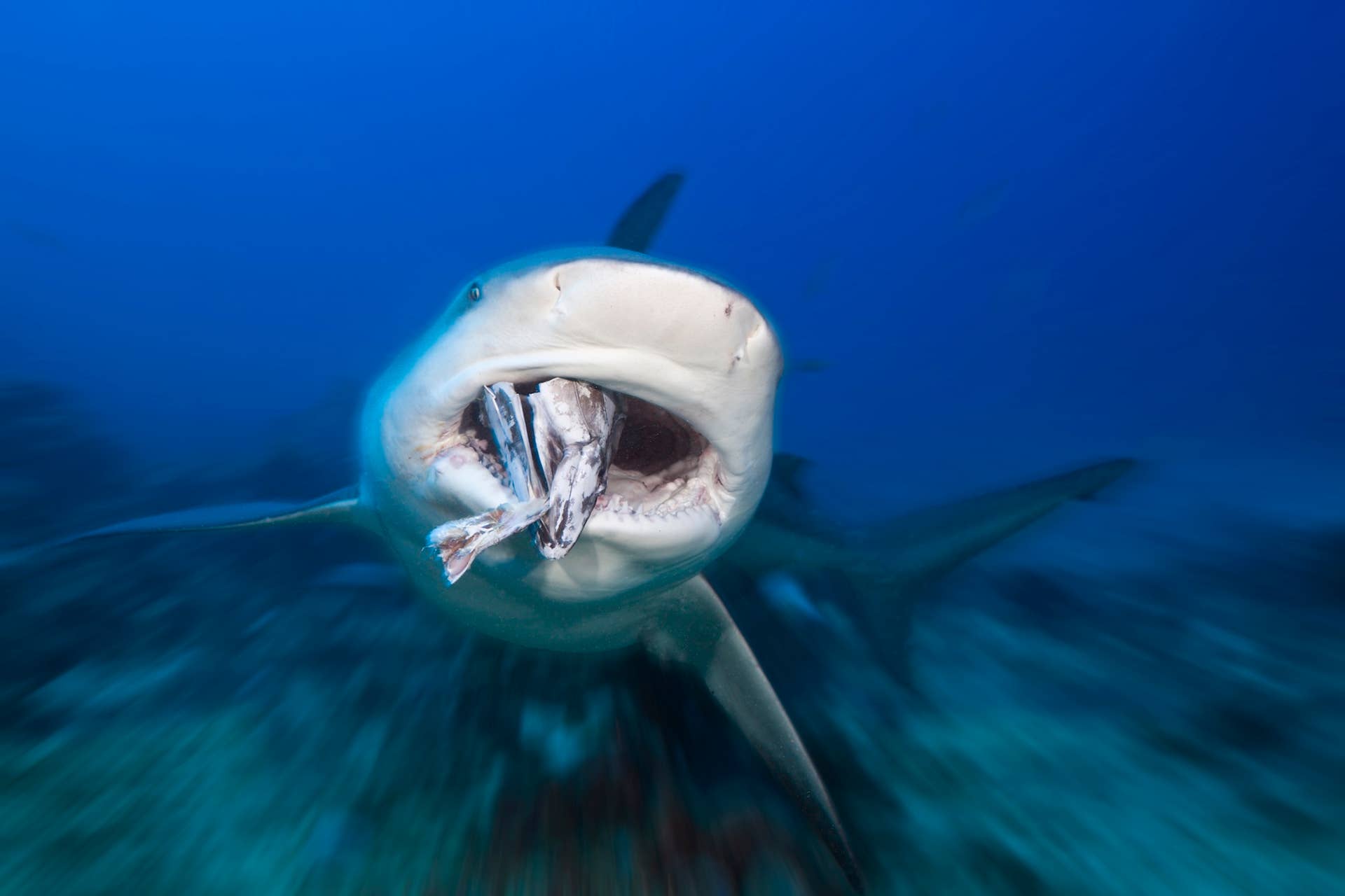 6.5ft Shark Stops Surf Contest, Controversy Follows - Surfer