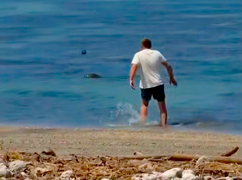 Tourist Beat Up in Hawaii After Attacking Monk Seal (Video) - Surfer